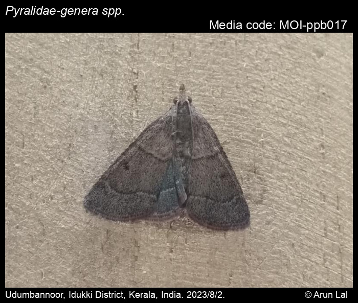 Pyralidae-genera spp. Latreille, 1809 - | Moths